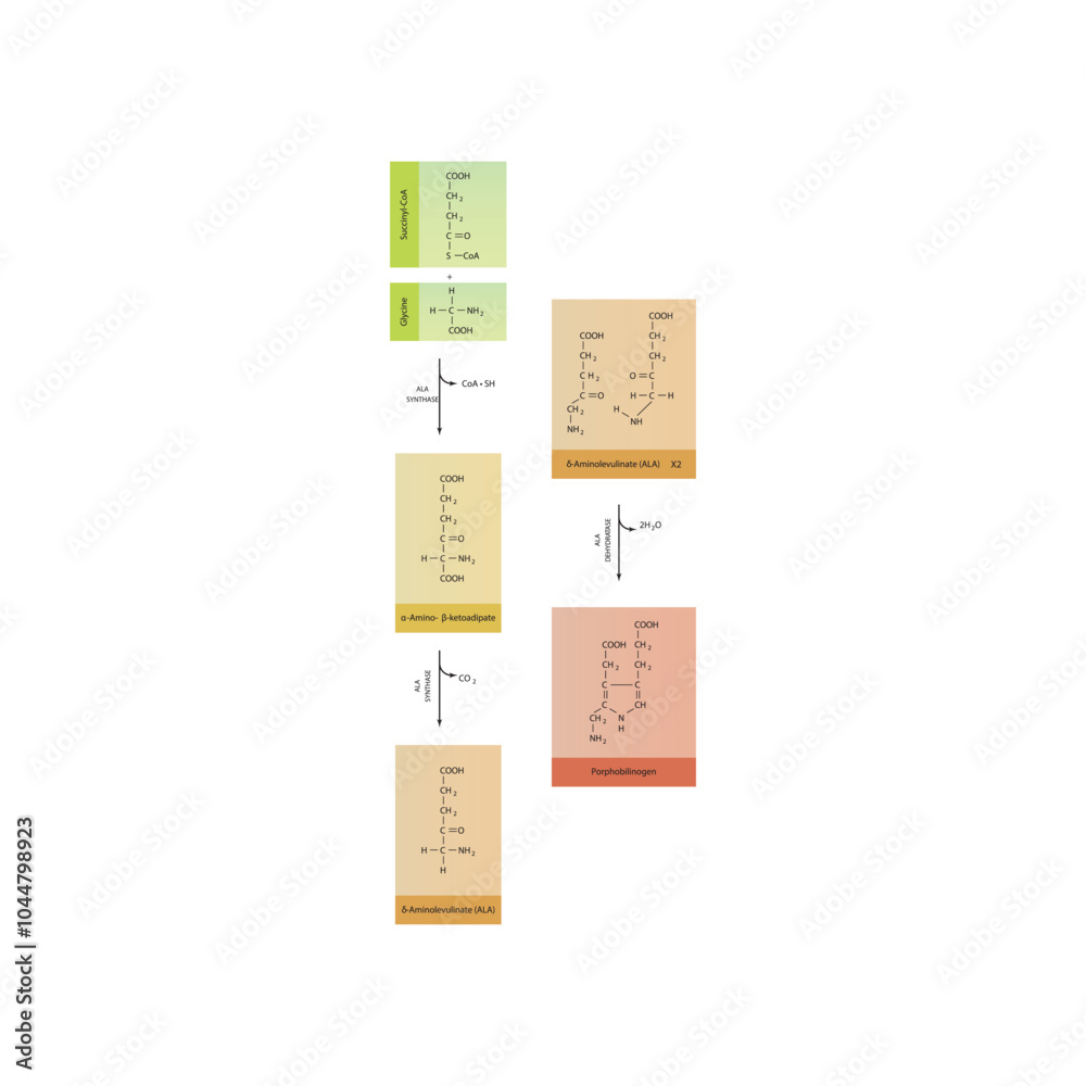 Diagram showing synthesis of porphobilinogen through ALA synthase ...