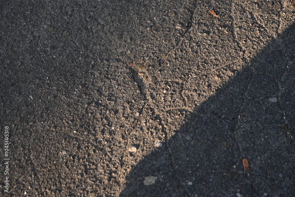fissure on gray asphalt, gray asphalt erosion, soil split from tree ...