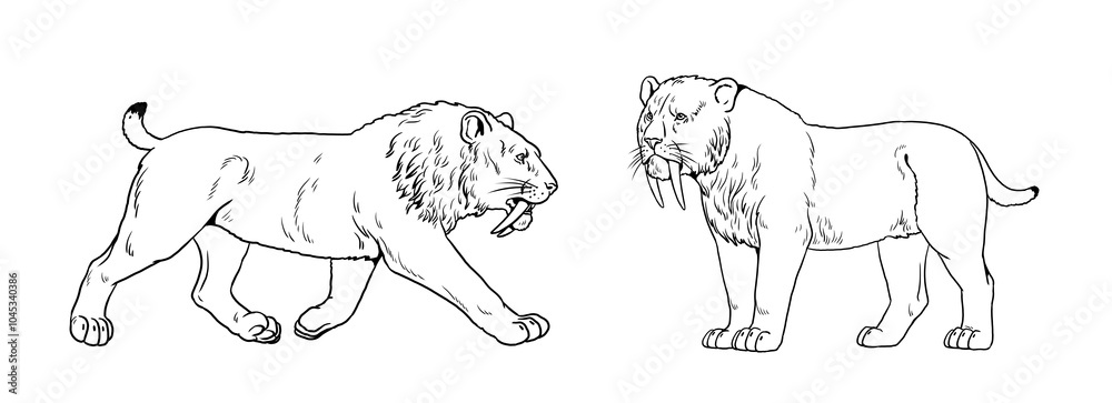 Saber tooth cat to color in. Animals drawing. Saber-toothed cat attack ...