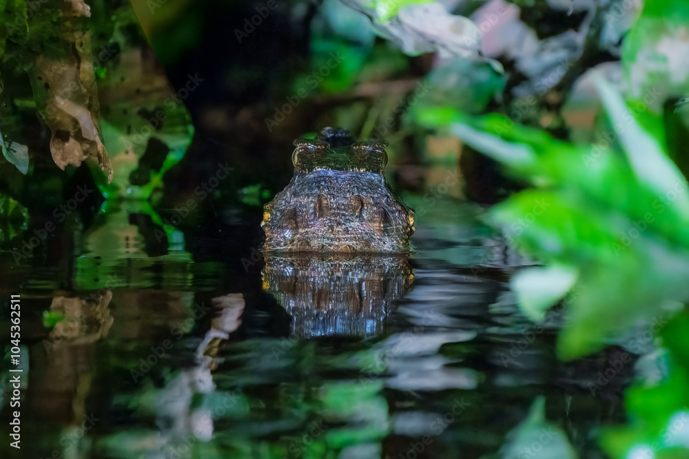 Black Caiman (Melanosuchus niger) photographed in the Amazon rainforest ...