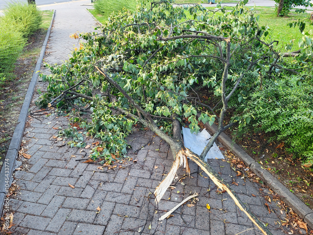 Fallen tree branch lies on sidewalk. Aftermath of windy storm. Urban ...