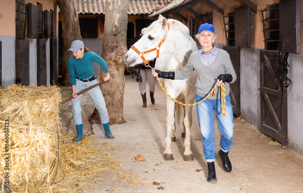 Positive older woman stable keeper leading white horse along stalls ...