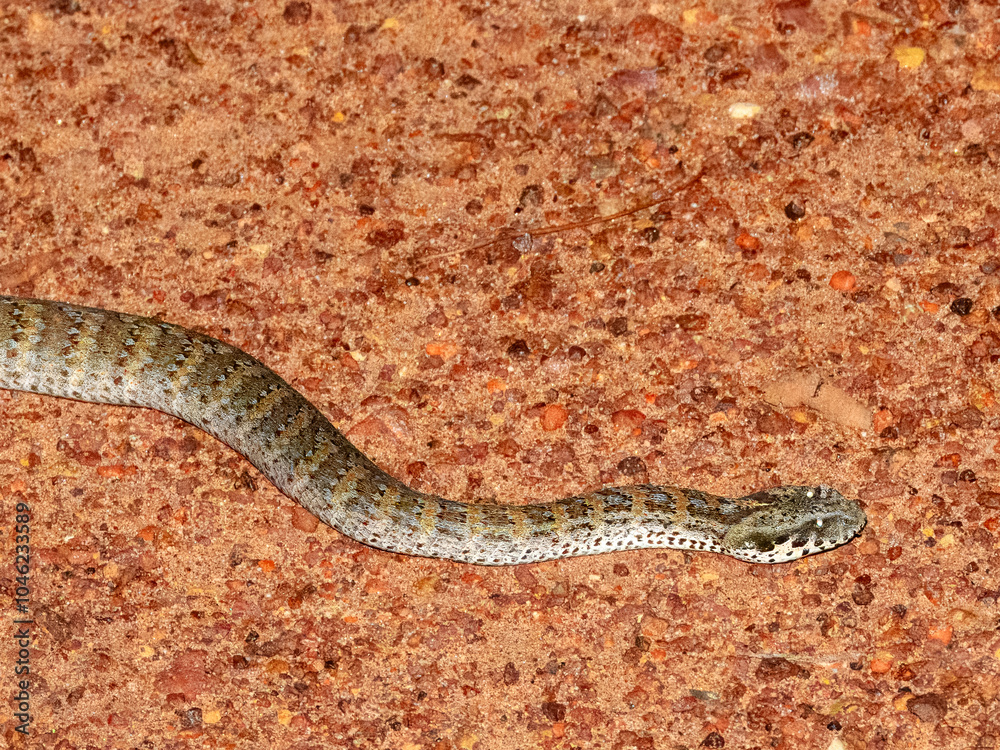 Northern Death Adder (Acanthophis praelongus) in Australia Stock Photo ...