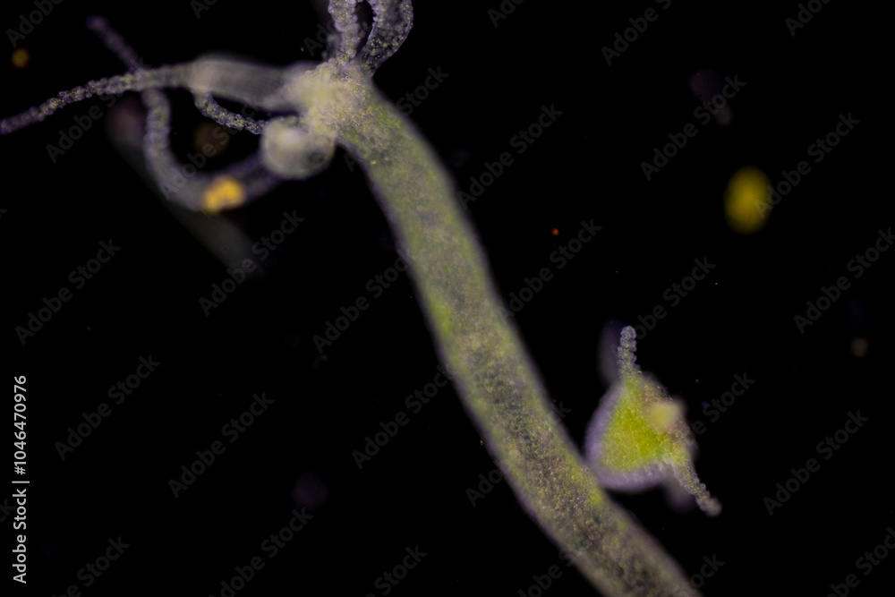 Hydra is a genus of small, fresh-water animals of the phylum Cnidaria ...