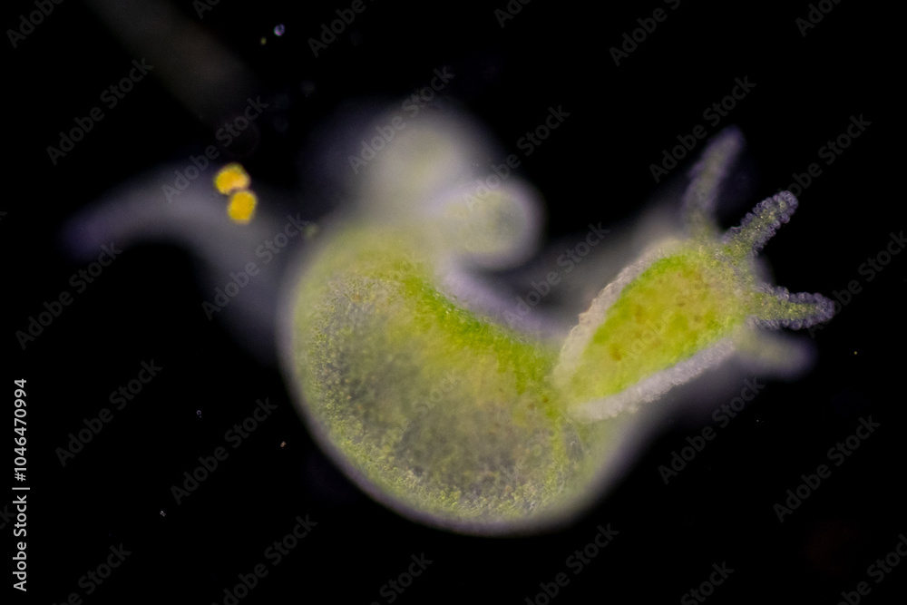Hydra is a genus of small, fresh-water animals of the phylum Cnidaria ...
