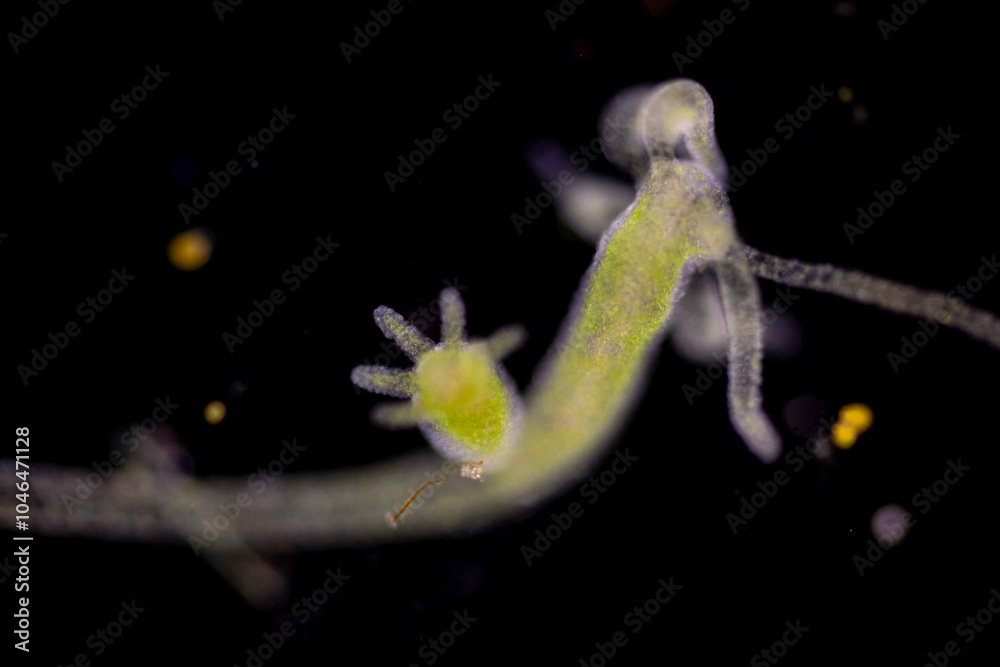 Hydra is a genus of small, fresh-water animals of the phylum Cnidaria ...