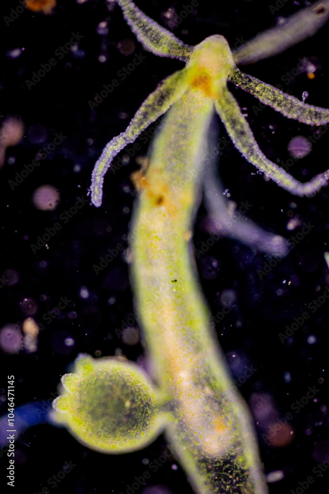 Hydra is a genus of small, fresh-water animals of the phylum Cnidaria ...
