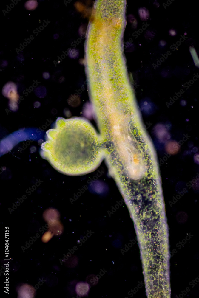 Hydra is a genus of small, fresh-water animals of the phylum Cnidaria ...