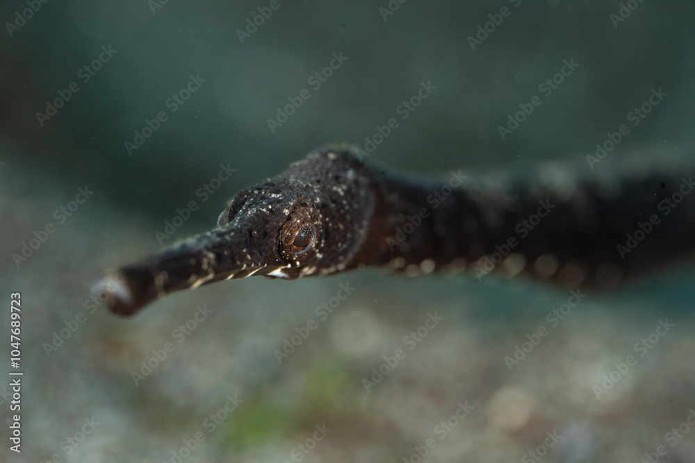 A well-camouflaged Double-ended pipefish, Trachyrhamphus bicoarctatus ...