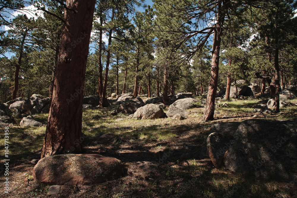 Boulders and ponderosa pines are dashed with shadows within Rocky ...