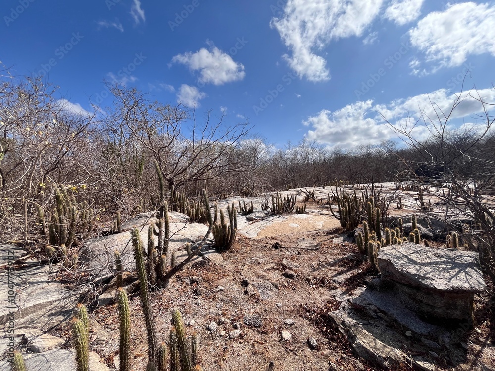 caatinga, paisagens da caatinga, caatinga nordestina, sertão nordestino ...