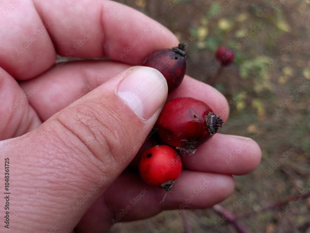 Foto de Stock Picking rose hips by hand. A man holds medicinal berries ...