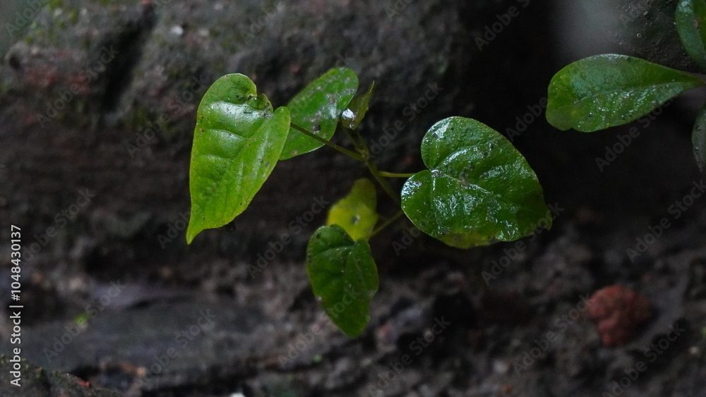 Sindur plant with bright red seeds, known for traditional, medicinal ...
