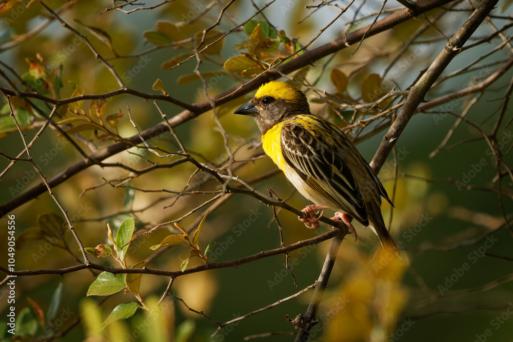 Baya weaver Ploceus philippinus yellow bird found across the Indian ...