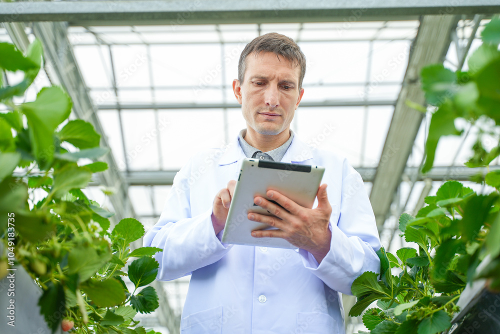 Agricultural researcher working in a greenhouse. Inside of Greenhouse ...
