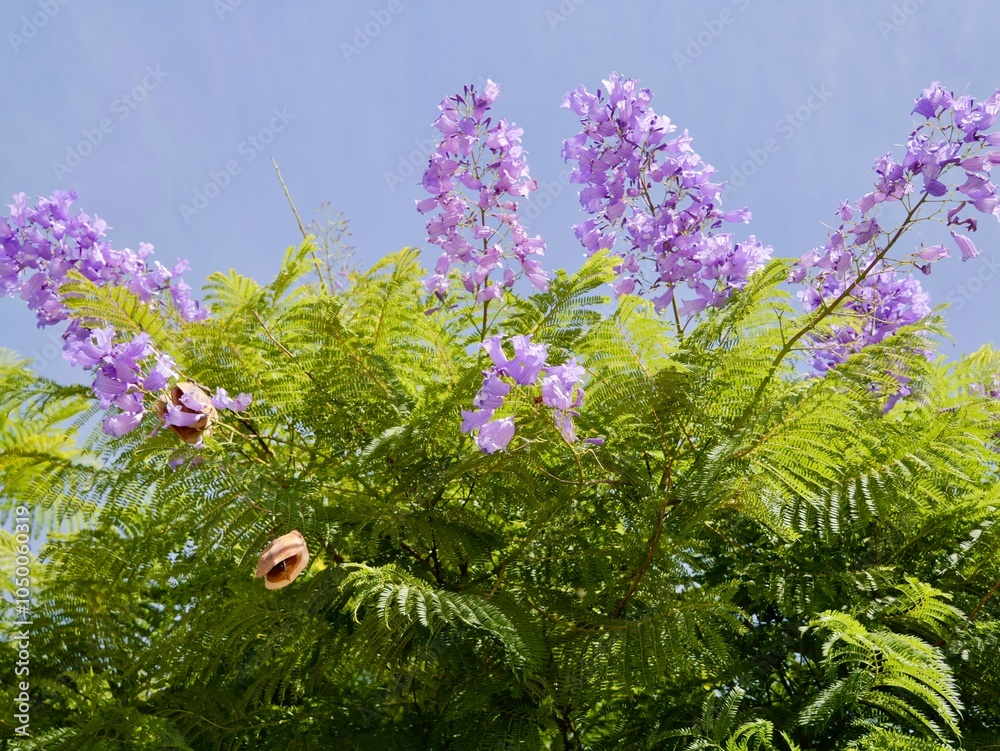 Autumn flowering of Jacaranda, blue jacaranda, black poui, Nupur or ...