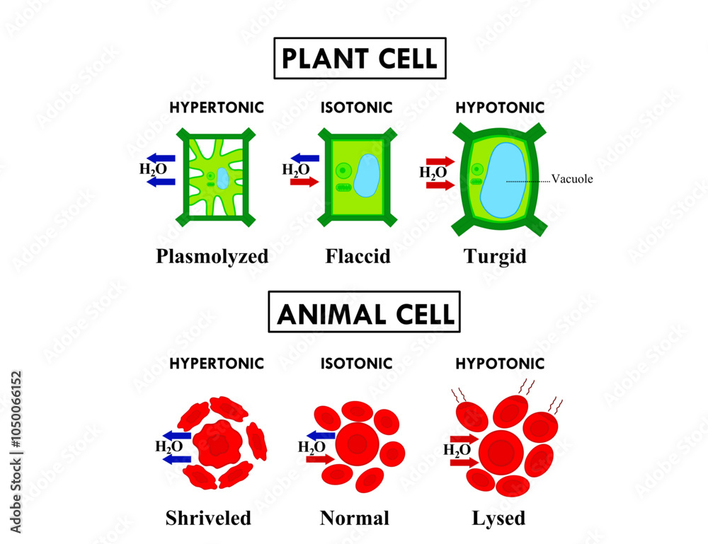 Tonicity and osmosis plant and animal cell.Hypotonic, Isotonic and Hypertonic solutions.Osmotic ...