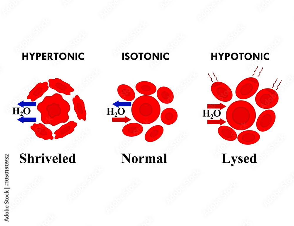 Tonicity and osmosis animal cell.Hypotonic, Isotonic and Hypertonic solutions.Osmotic pressure ...