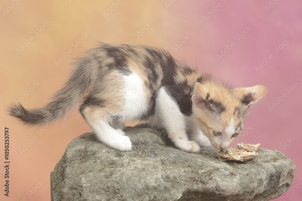 A kitten is eating a salted fish head that fell to the ground. Mammals ...