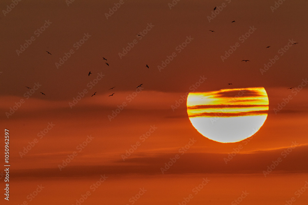 beach, beautiful, bird, birds, blue, board, cabo blanco, majestic ...