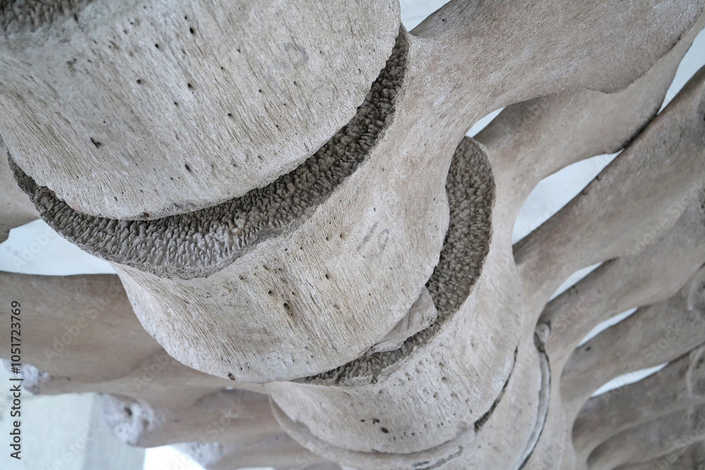 Big grey skeleton of big blue whale. Whale spine. Real whale bones ...