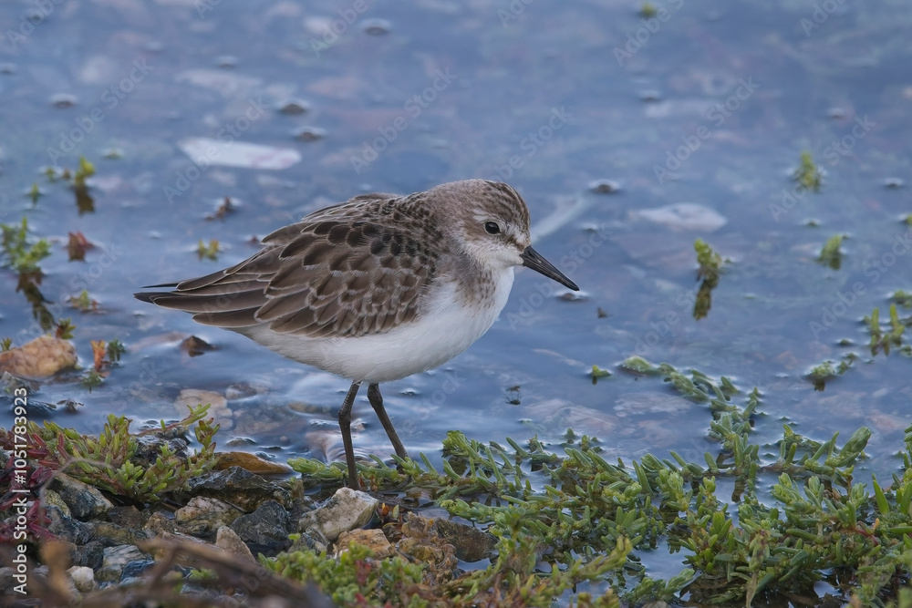 Semipalmated Sandpiper (Calidris pusilla), at the water's edge, Hayle ...