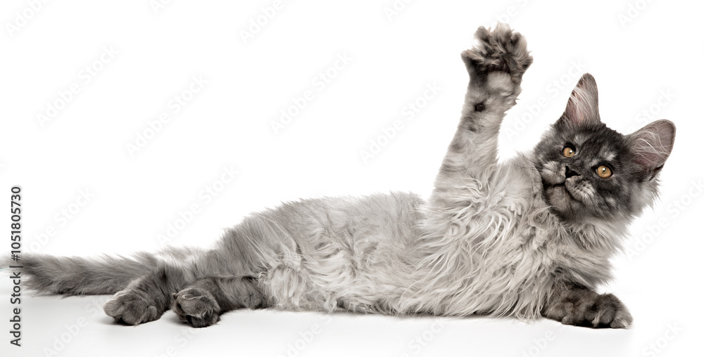 Playing Maine Coon cat funny lying down and waving its paws having fun ...