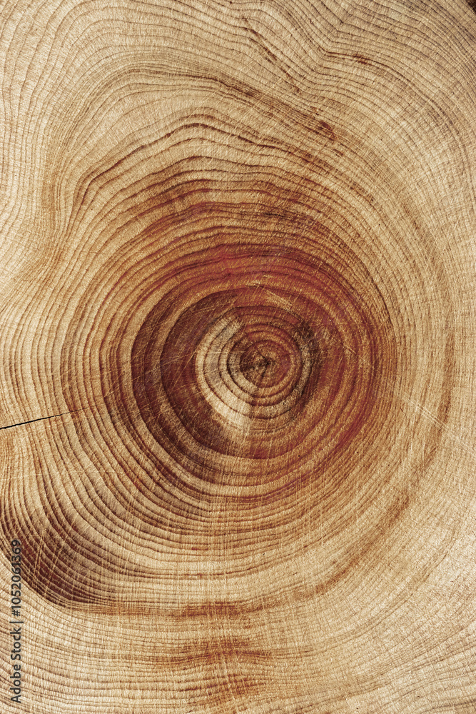 Natural wooden background, wood texture annual rings form. Macro photo ...