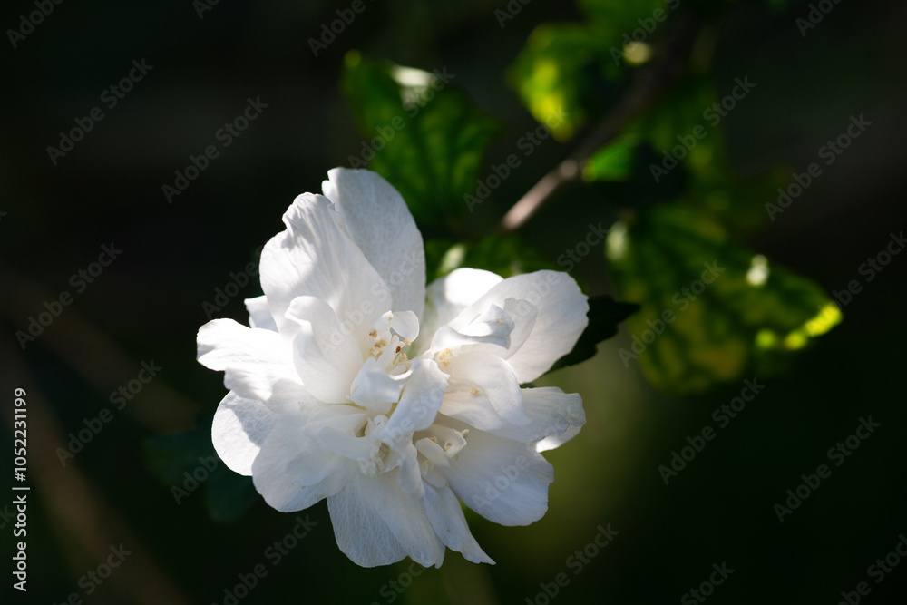 One white flower of hibiscus syriacus plant, commonly known as Korean ...