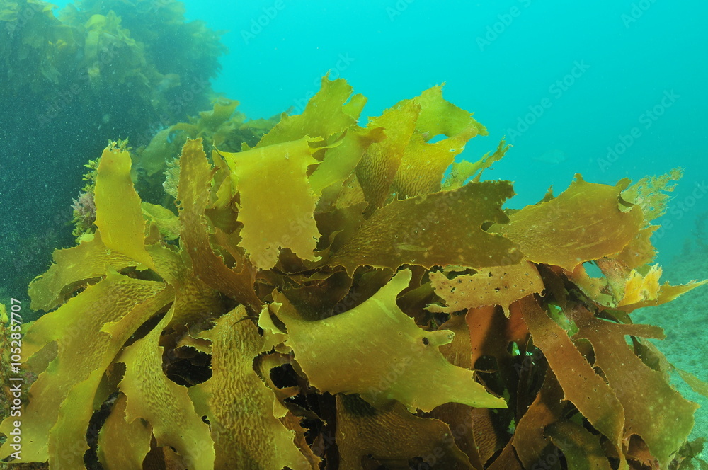 Tangled fronds of brown algae Ecklonia radiata in shallow murky bay ...