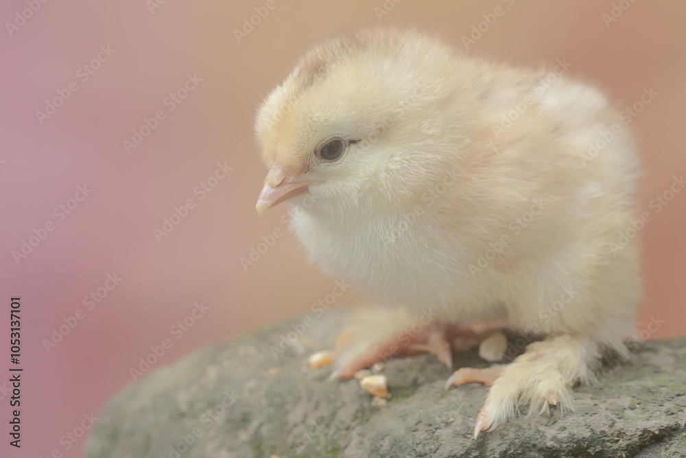 The cute and adorable appearance of a brahma chick that has just been ...