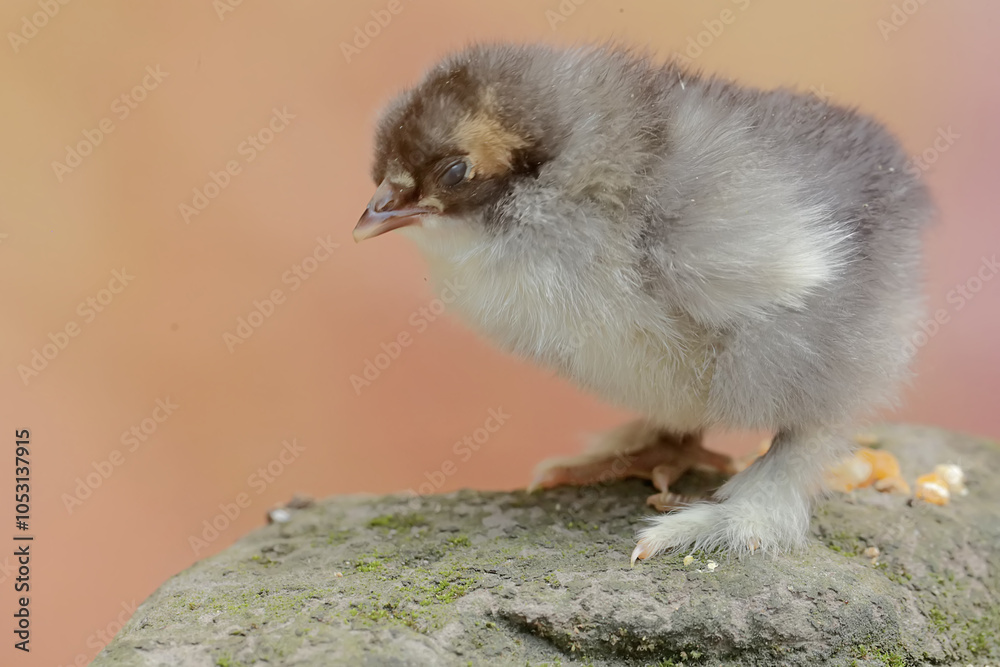 The cute and adorable appearance of a brahma chick that has just been ...