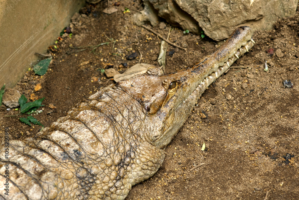 False Gharial (Tomistoma schlegelii), unique large crocodile from ...