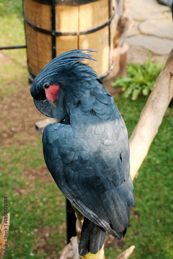 Black Palm Cockatoo Stand on Tree Branch at The Big Bird Aviary Stock ...