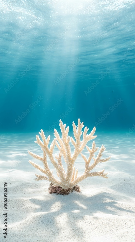 Coral reefs bleaching underwater, representing the destruction of ...