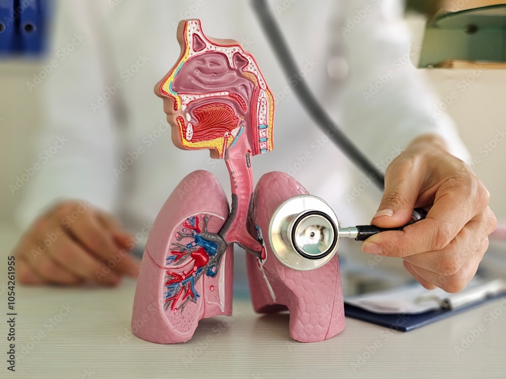 Therapist listens to the model of lungs and heart, demonstrating the ...