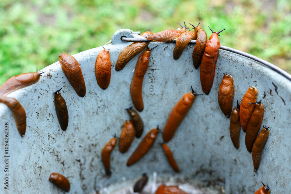 Orange Spanish slugs Arion vulgaris collected in a bucket from the ...