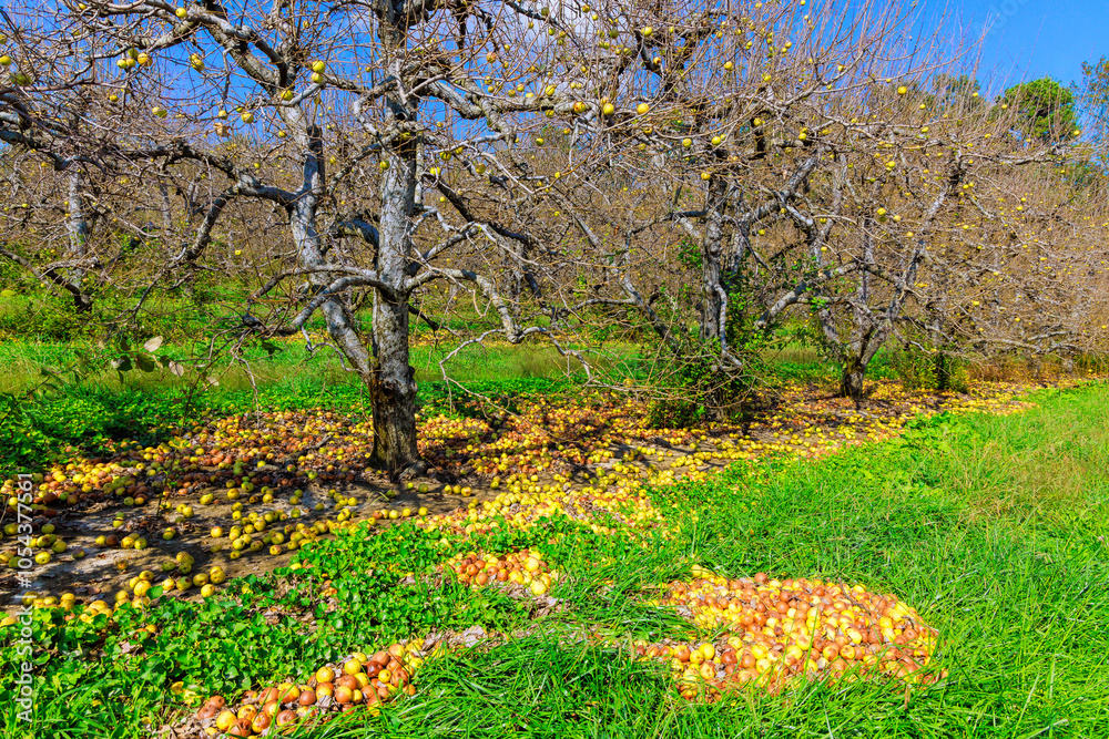 Infectious disease has spread to garden, apples that fell from trees ...