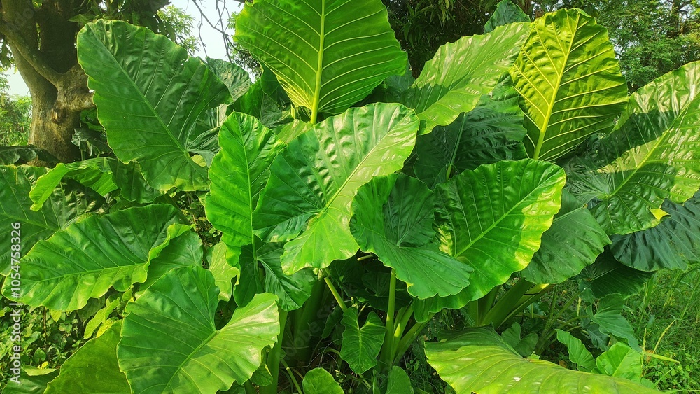 Alocasia odora is a flowering plant native to East and Asia. Alocasia ...