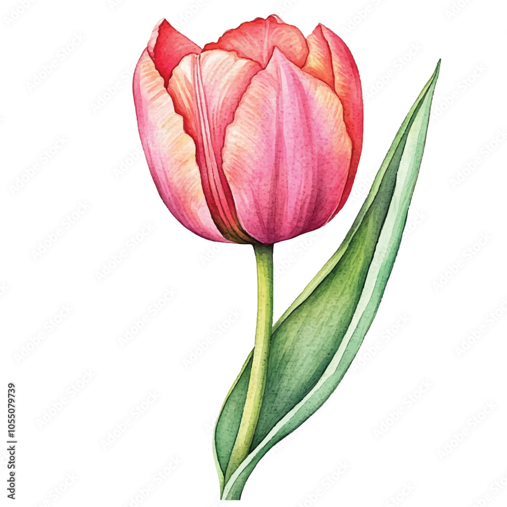 tulip flower watercolor clipart illustration Stock Vector | Adobe Stock