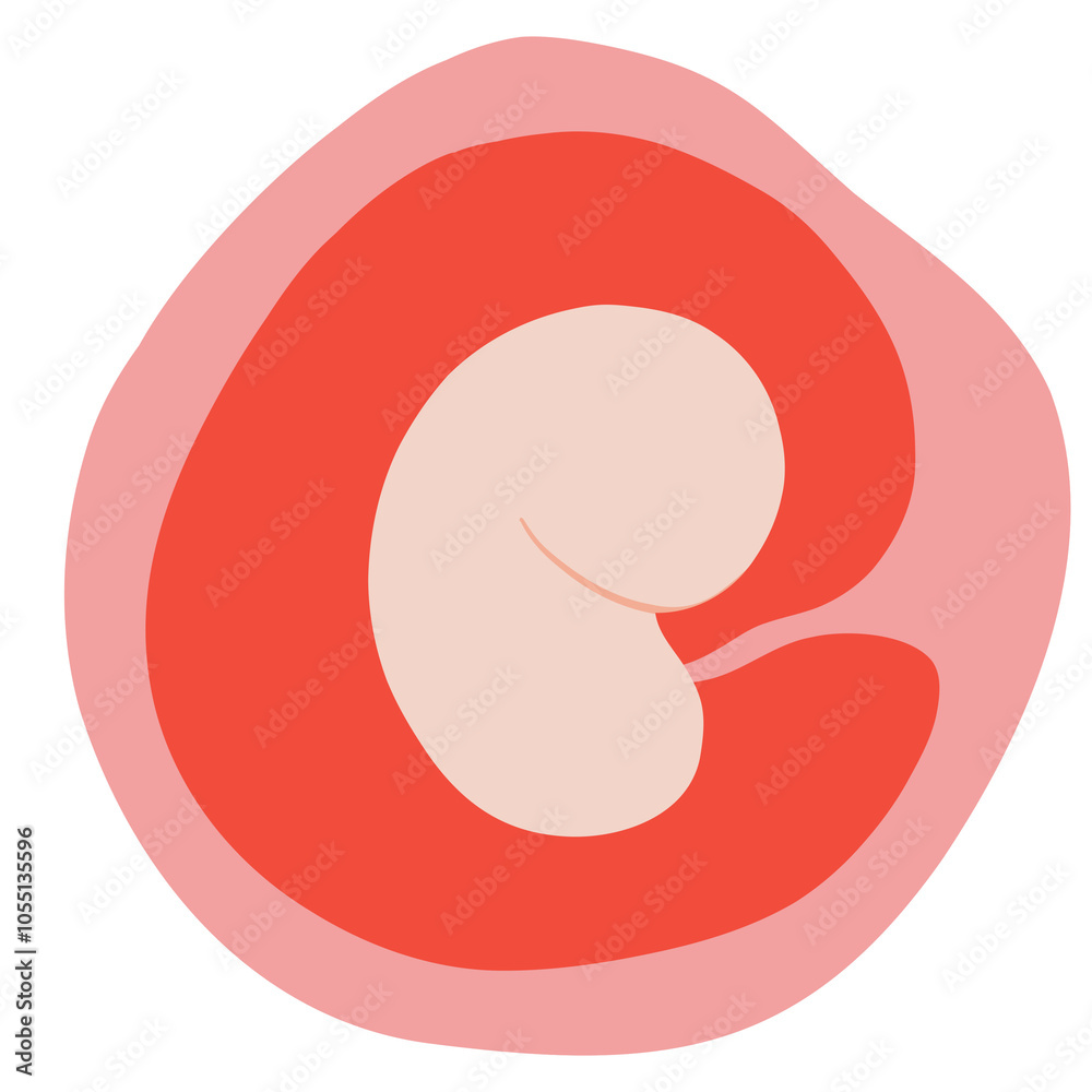 Fetal development process, Stages of pregnancy. human embryo growth ...