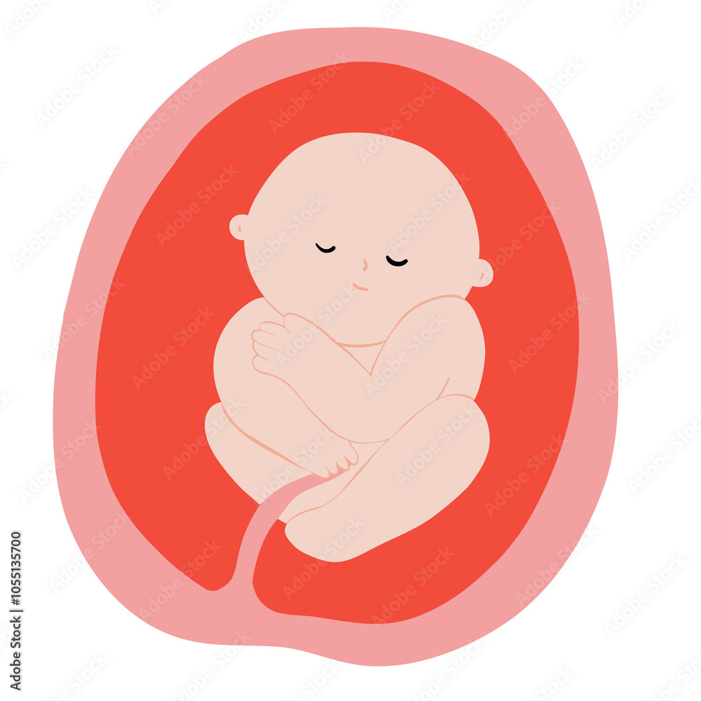 Fetal development process, Stages of pregnancy. human embryo growth ...