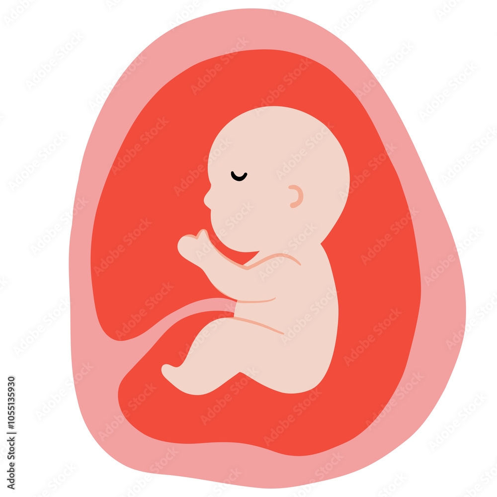 Fetal development process, Stages of pregnancy. human embryo growth ...