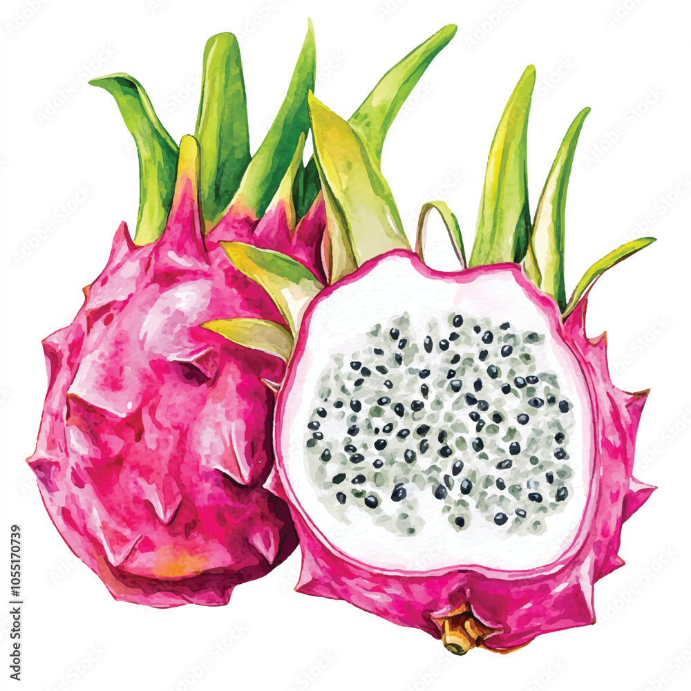 Dragon fruit watercolor clipart illustratration Stock Vector | Adobe Stock