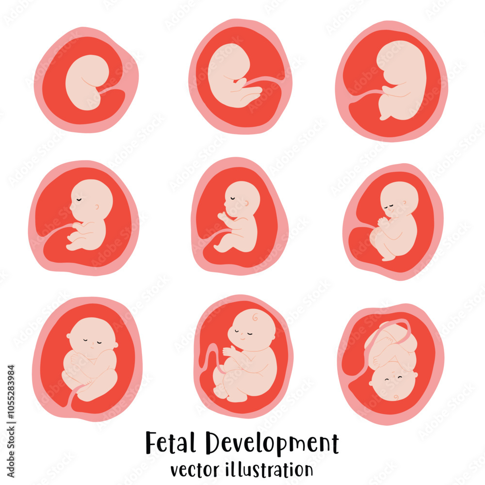Fetal development process, Stages of pregnancy. human embryo growth cycle, nine months stages ...
