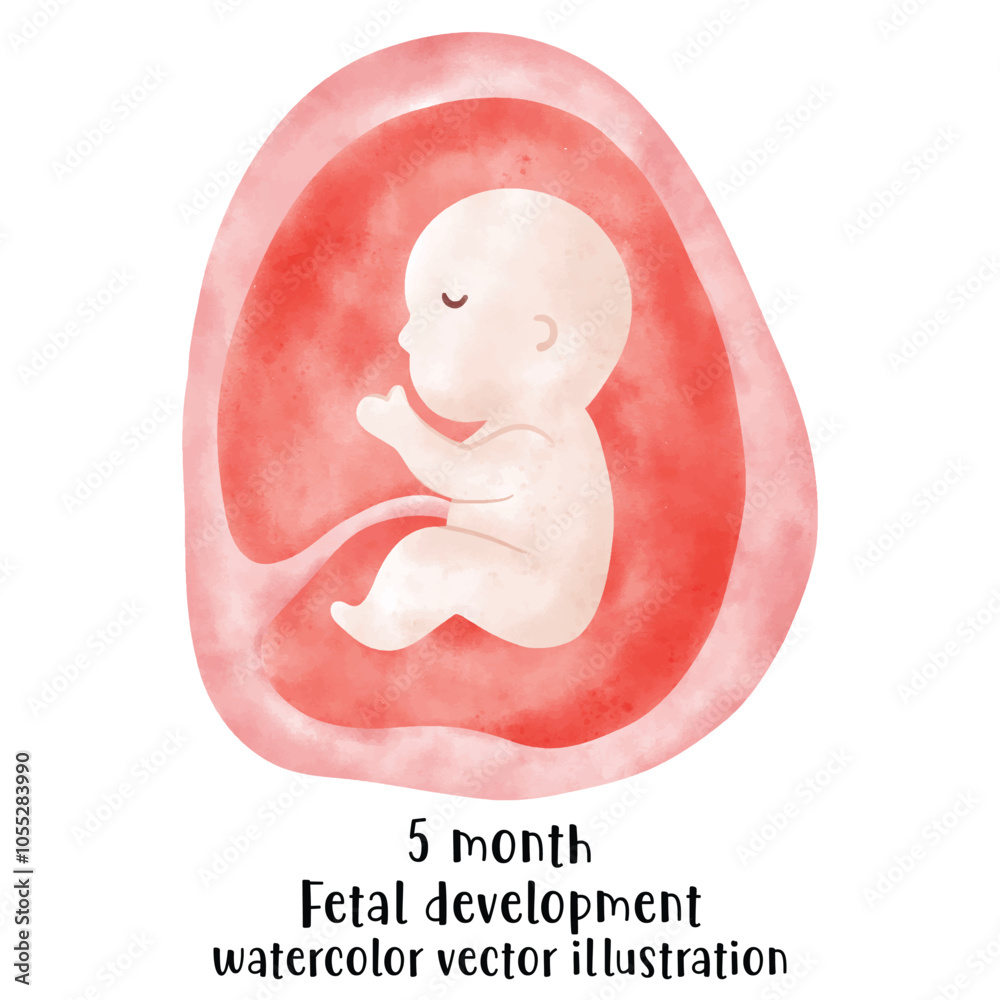 Fetal development process, Stages of pregnancy. human embryo growth cycle, nine months stages ...