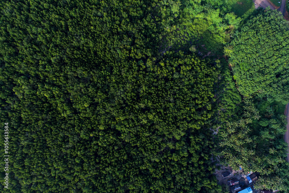 Ecology system green background tropical mangrove forest texture in sea ...