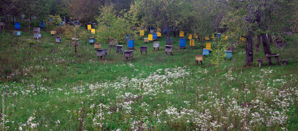 ภาพถ่าย Stock Apiary in the forest. Autumn. Large-scale panorama of a ...
