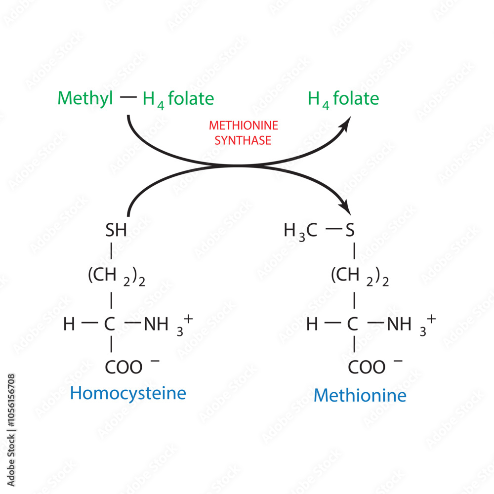 Diagram showing function of methionine synthase - conversion of ...