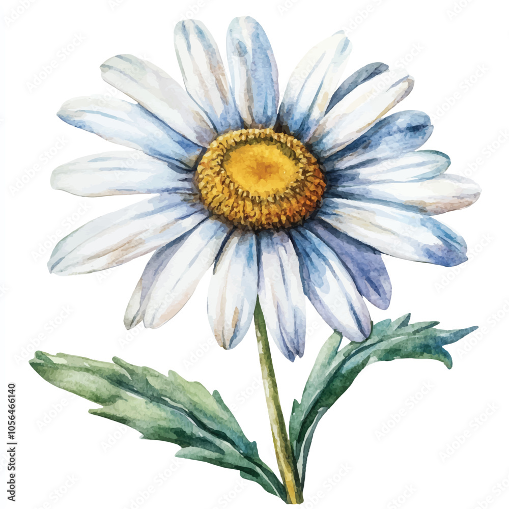 daisy flower watercolor clipart illustration isolated Stock Vector ...